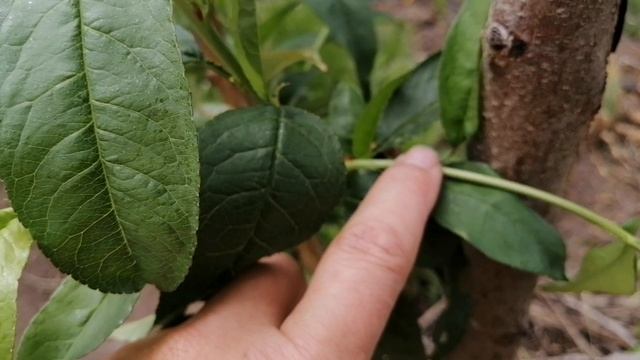 Как сформировать летние прививки деревьев?