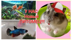 Взяли нового питомца// Утро с моими животными