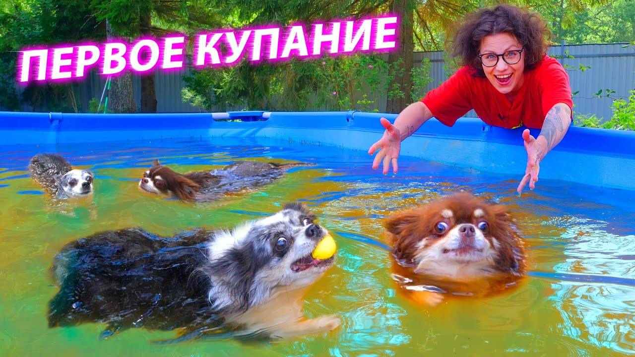 КУПИЛА ОГРОМНЫЙ БАССЕЙН ДЛЯ СОБАК! СОБАКИ КУПАЮТСЯ В БАССЕЙНЕ ПЕРВЫЙ РАЗ - ПЕРВЫЙ УРОК ПЛАВАНИЯ