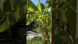 отель AQUA PALM RESORT Абхазия Сухум ул Солнечная 44/Б