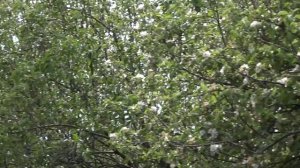 Чистое будущее 29 05 25