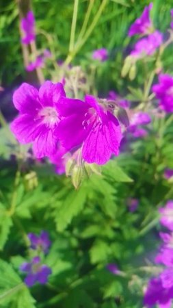 🌺 Позитивные летние реализации