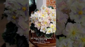 🐇❤️КФ-Звезда Моему Президенту наконец мы вырастили и для себя растеньице -   восхитительная и уника