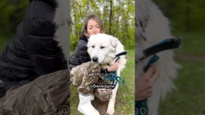 Добрыня из приюта ищет хозяев