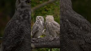 VID-20250529-WA0135
