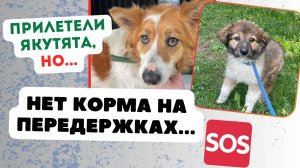 Спасённые от гибели хотят есть и летом!