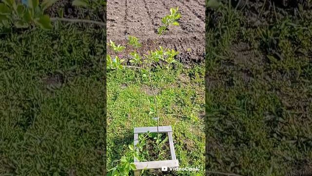 заморозки