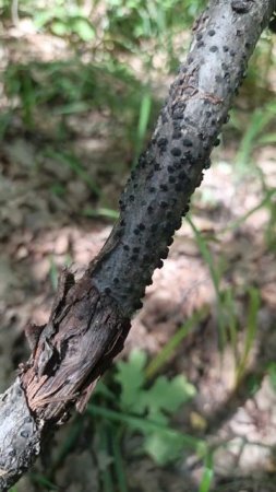 Диатрипе пузырчатая (Diatrype bullata)