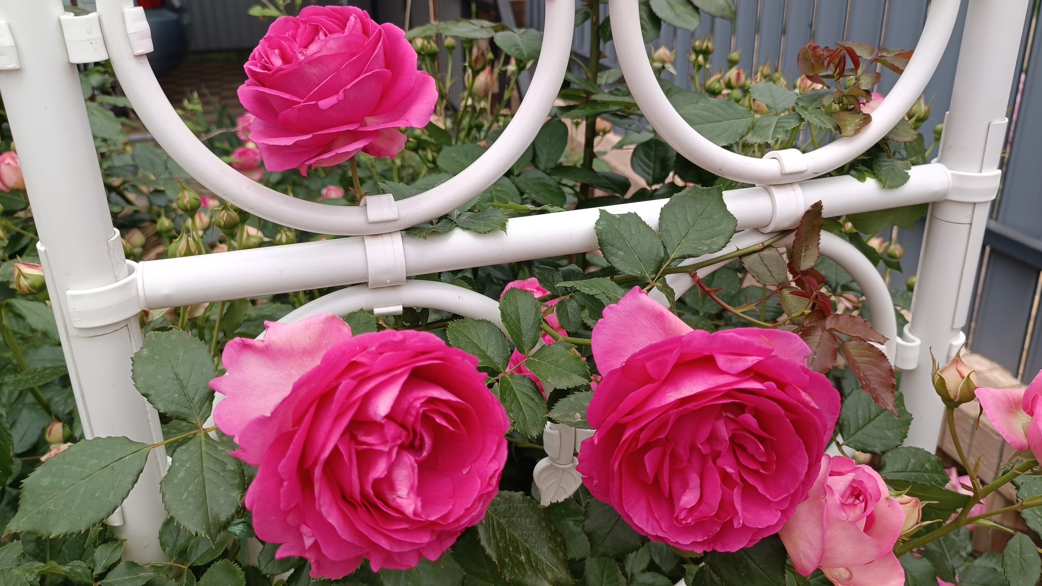 Две розы, два брата 29.05.2025г.#ASMP#розы#деньрождения#сестренка#лето#садбезхимии