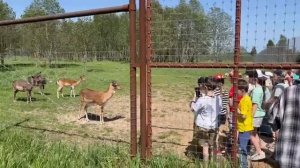 Частная школа ОБРАЗОВАНИЕ ПЛЮС…I-Экскурсия Сафари парк, 28.05.2025