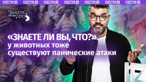 Пчелиная ОПГ и курицы-предательницы. «Знаете ли вы, что»: панические атаки — не только у людей