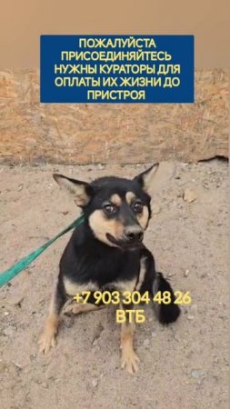 Девченки спасены из отлова, нужно оплатить передержку. помогите пожалуйста