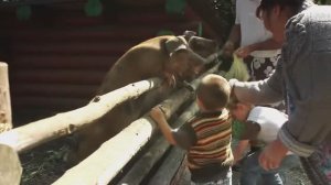 Наши животные | Чудское Подворье — знакомьтесь с пушистыми и пернатыми