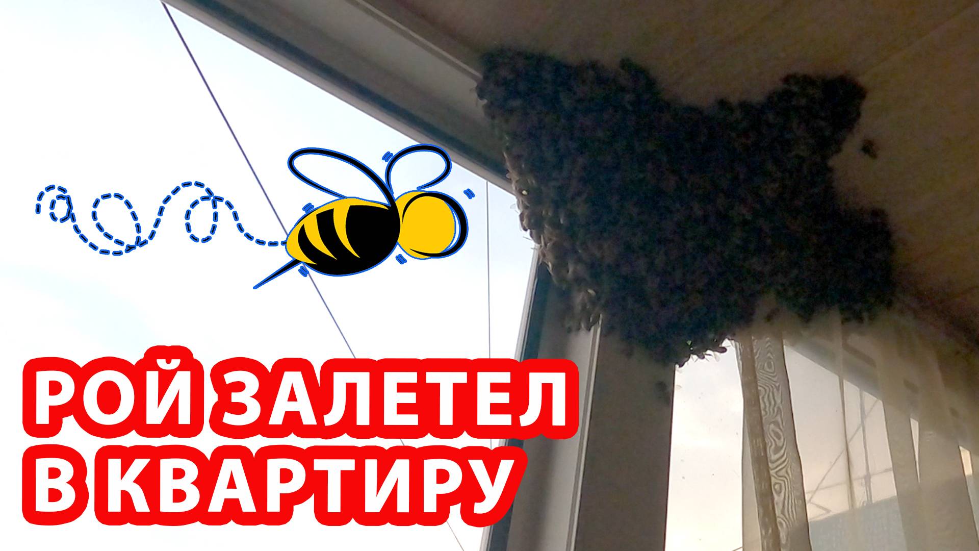 РОЙ ПЧЁЛ В КВАРТИРЕ