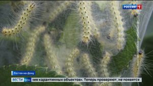 О борьбе с опасными вредителями на территории Ростовской области рассказали ученые ФГБУ «ВНИИКР»