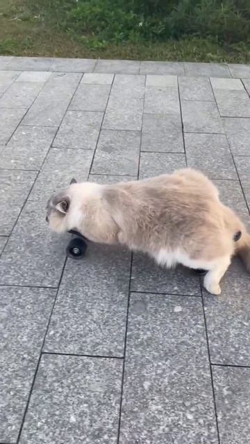 И первое место в чемпионате по лени занимает...