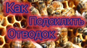 Как подсилить отводок