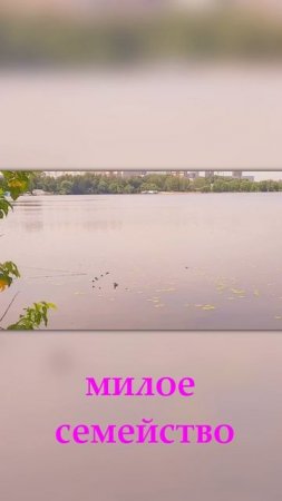 милое семейство 💕