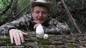 Вольвариелла шелковистая Volvariella bombycina | Краснокнижный гриб