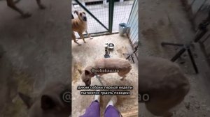 Дикая собака впервые вышла гулять и одела шлейку. Собака Юзао