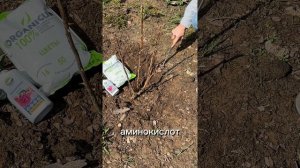 Чем подкормить розы, чтобы дать им полноценное питание?