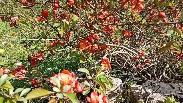 Моя прелесть