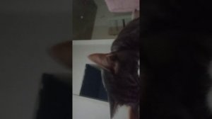 Котя сиба симбег