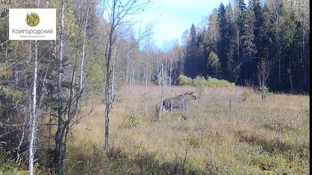 В кадре фотоловушки нацпарка: лось, сошедший с проторенной тропы.