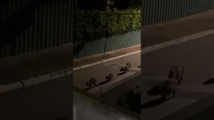 Описание длинное для Ютуба поэтому оно будет в комментариях спасибо большое за внимание)