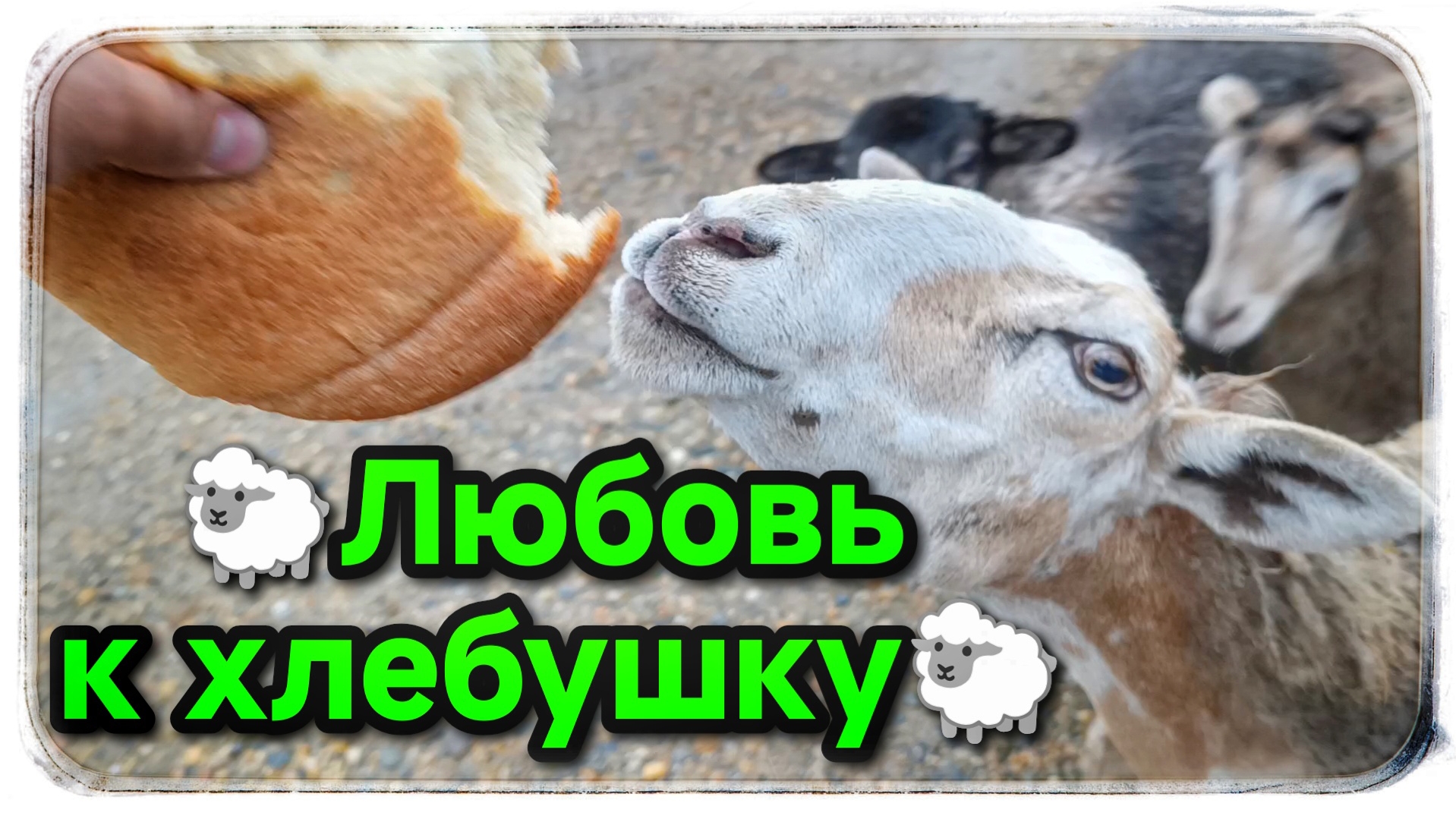 Откуда у овец такая любовь к хлебу?