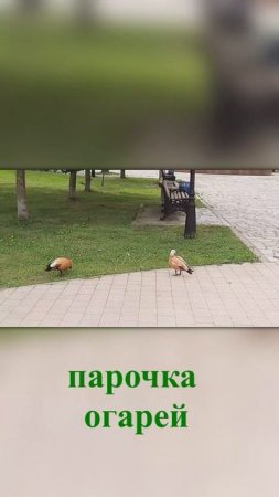 парочка огарей❤️