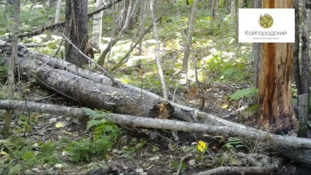 В объектив фотоловушки национального парка "Койгородский" попал заяц в поисках пищи.