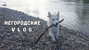 Ну вот и ТУШКАНИХА ощенилась! На Кубани: прогулка с Туманом. 24.05.25