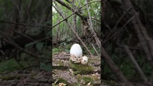 Вольвариелла шелковистая (Volvariella bombycina)