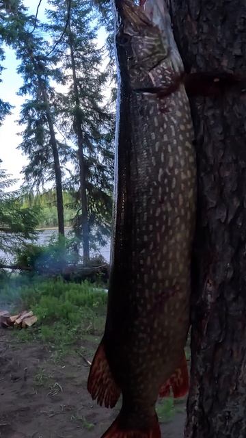 Подвесили их на деревья чтобы...