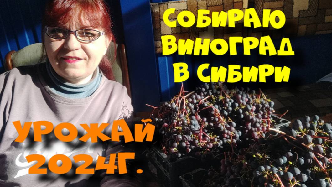 УРОЖАЙ ВИНОГРАДА 2024 года. Сибирь.