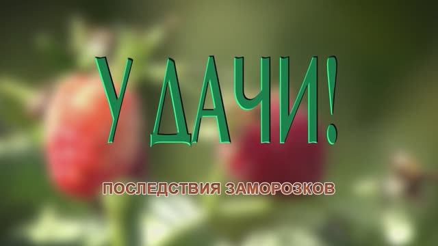 У Дачи! Последствия заморозков