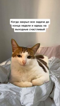 Хоть для кого-то жиза?