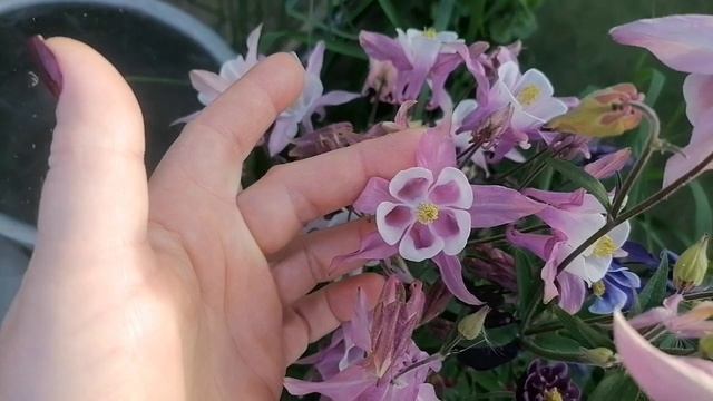 Весенние цветы конец мая