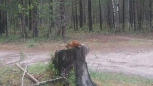 "Тюю, ведь это всего лишь машина!"- сказала моя жена Люс?