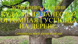 Куда меня занесло? Огромная гусеница на дереве. № 780 Жизнь в Англии