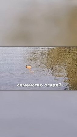 семейство огарей😍