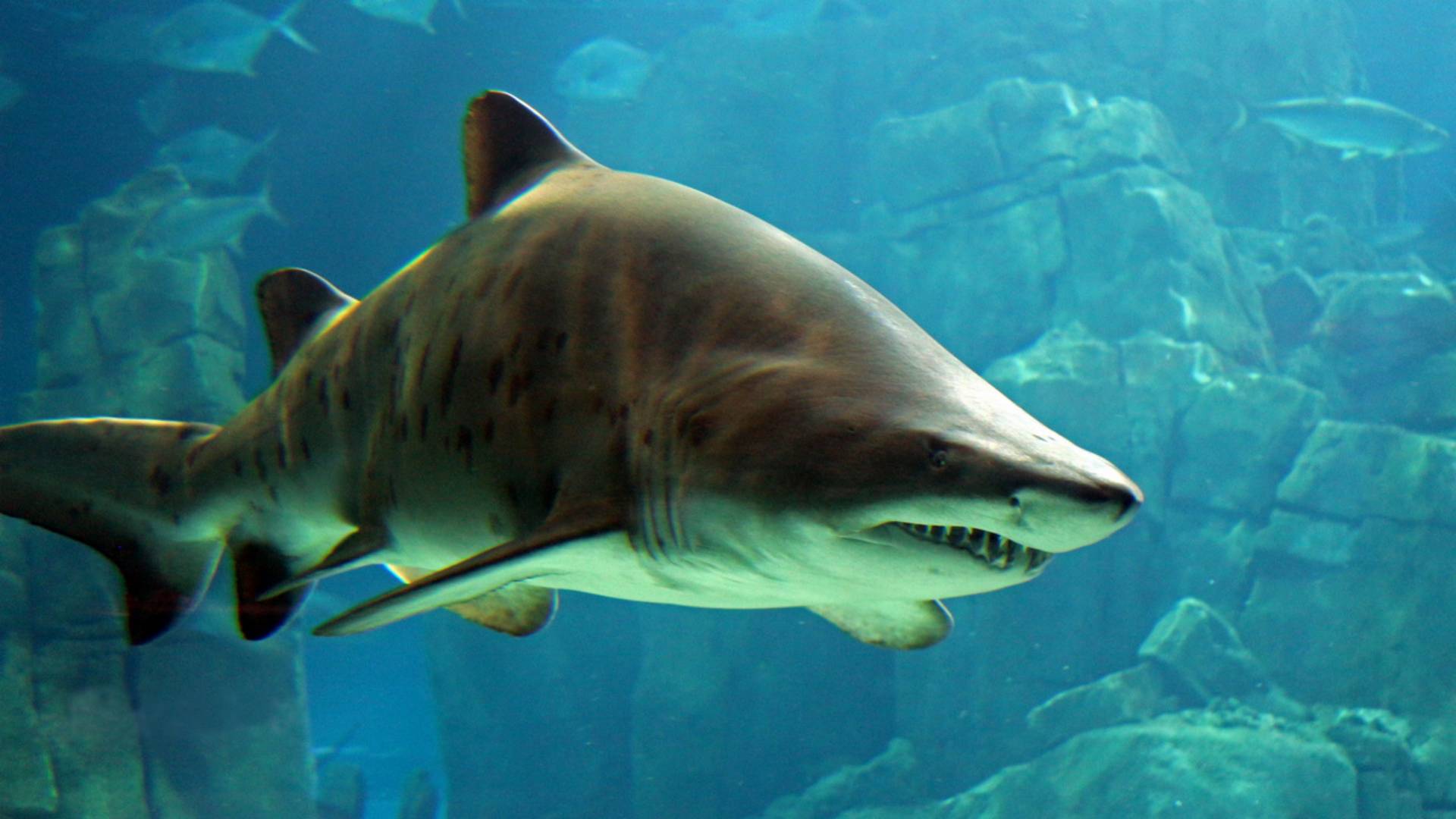 Акулы и скаты в аквариуме Стамбула / Подводный мир