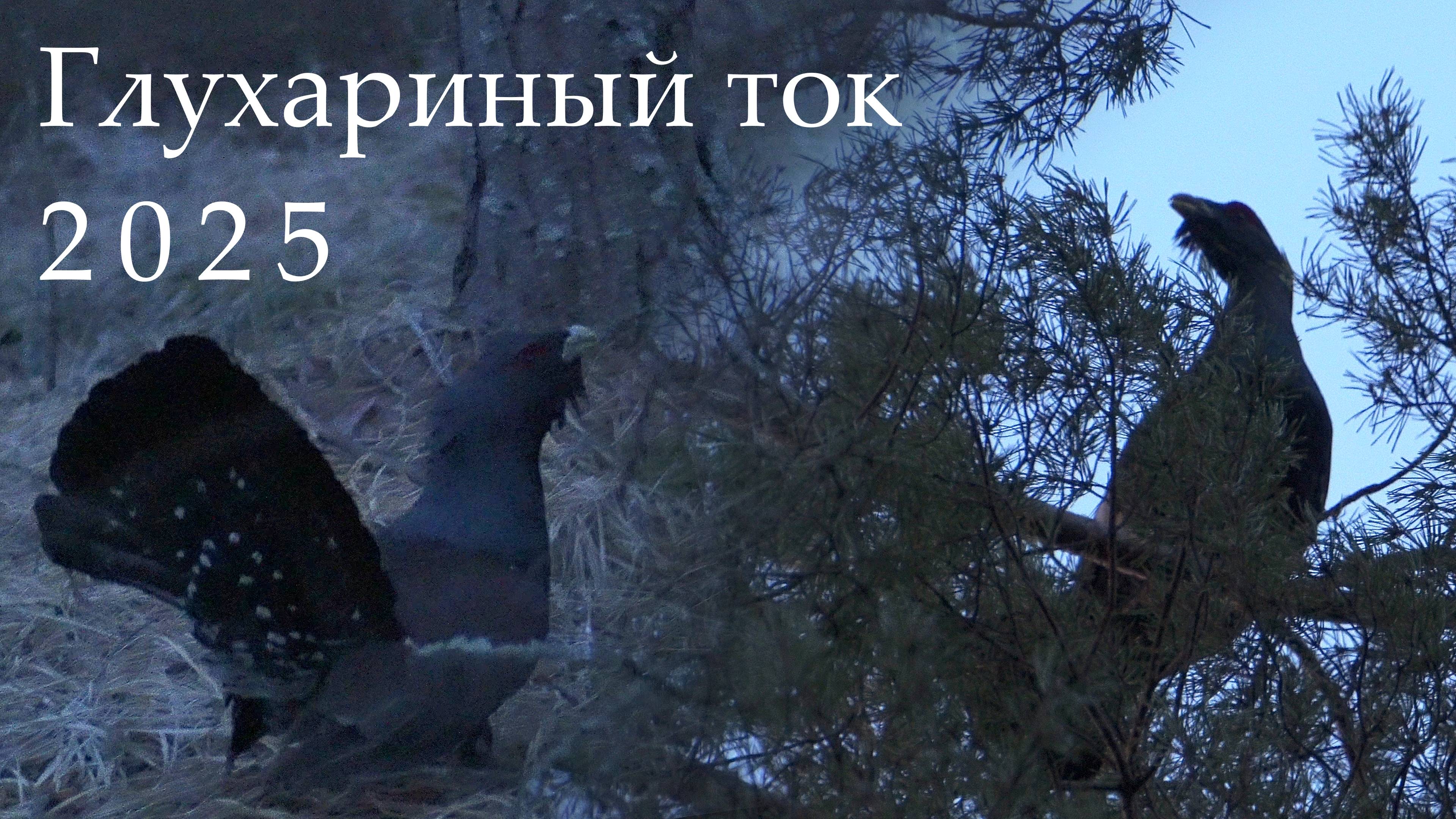 Походы на глухариный ток. Весна 2025 | Встреча с глухарём на земле. Первый удачный подход под песню