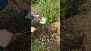 Чем удобрять плодово-ягодные, чтобы сформировать большее количество соцветий?