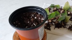 Укоренение листиков Замиокулькаса