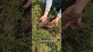 Какие проблемы поджидают садовода у которого есть хвойные растения?