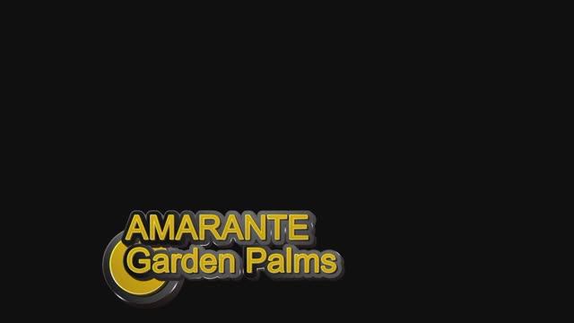 1. Amarante