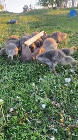 Когда понимаешь, что трава — это не просто ковер, а шведский стол 🍽️🦢"