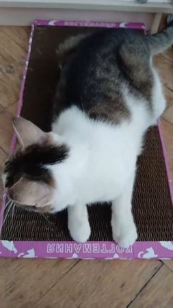 Когтеточка сразу пошла в дело👍😻